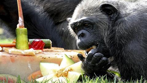 Chispi cumple 25 años