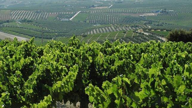 Madrid lidera el proyecto para identificar todas las variedades de ...