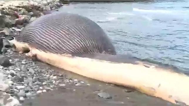 ¡Peligro de explosión! Ballena varada en un pueblo de Terranova