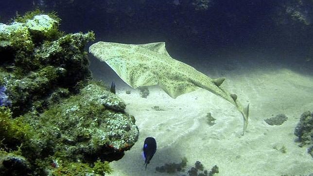 Los buceadores de Canarias comunican doce avistamientos del raro ...
