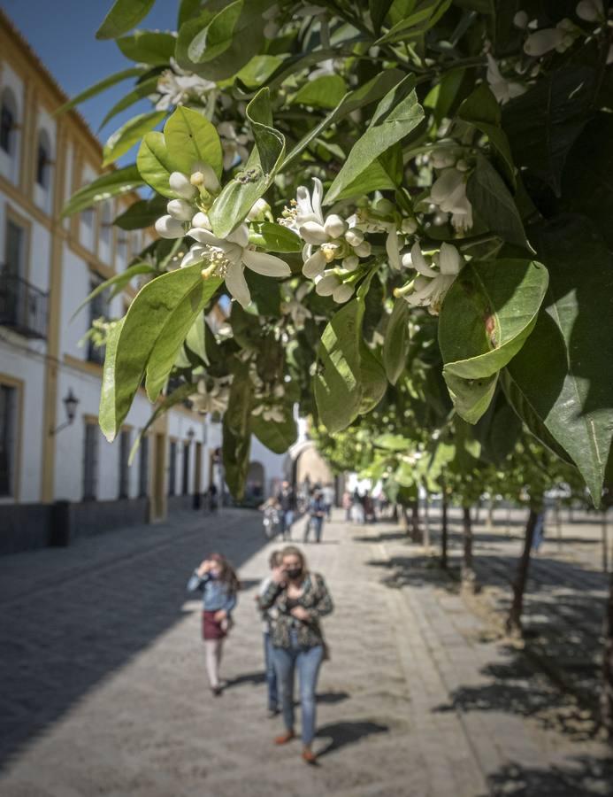Llega la primavera y el azahar a Sevilla, en imágenes