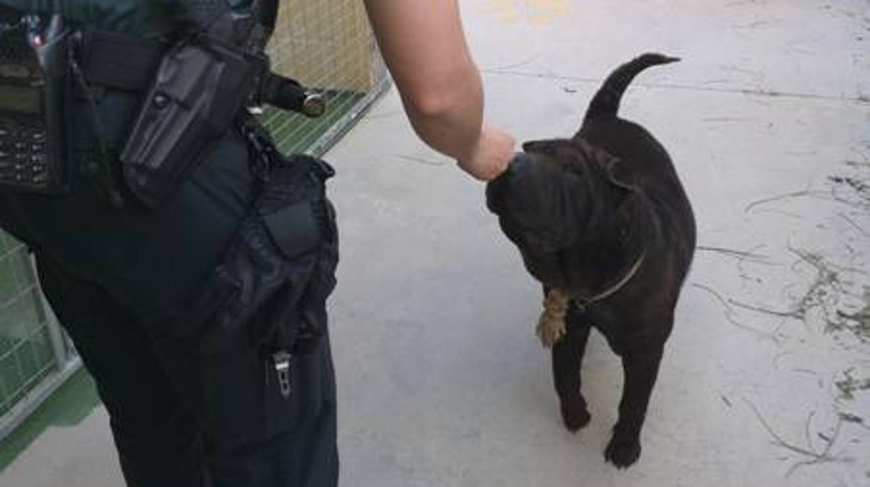 Rescatan a un perro en Utrera amarrado al sol, sin agua y con síntomas ...