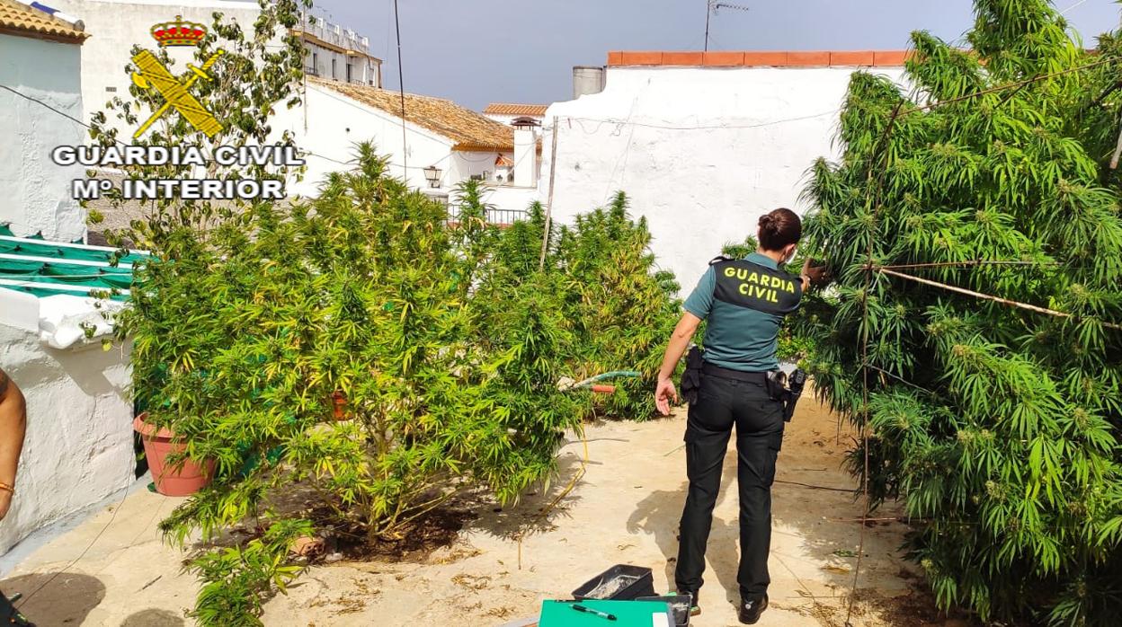 Detenido en Aznalcóllar por cultivo de marihuana en una vivienda okupada