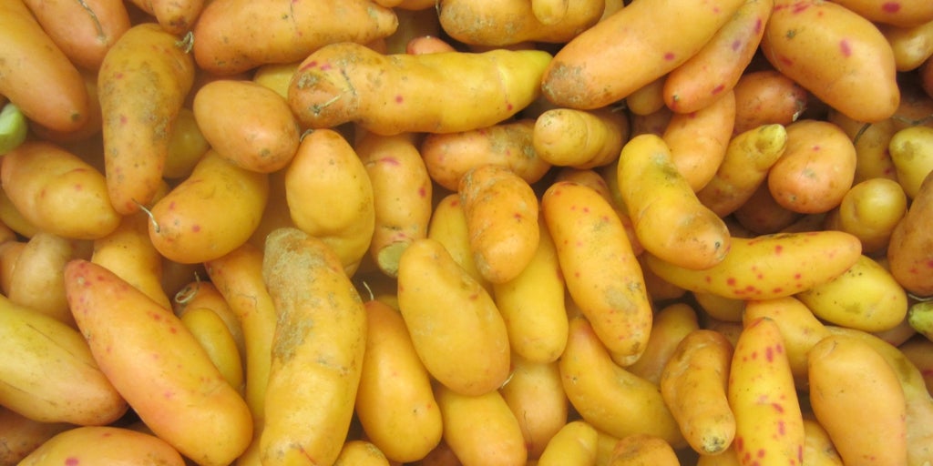 Olluco | El superalimento antinflamatorio que ayuda a perder peso, mejora la piel y protege los ...