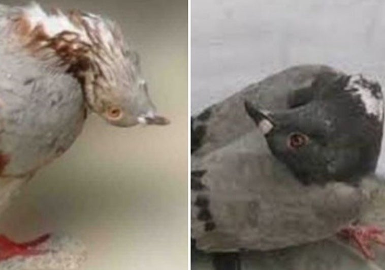 El virus letal que convierte a las palomas en 'zombies' en Reino Unido