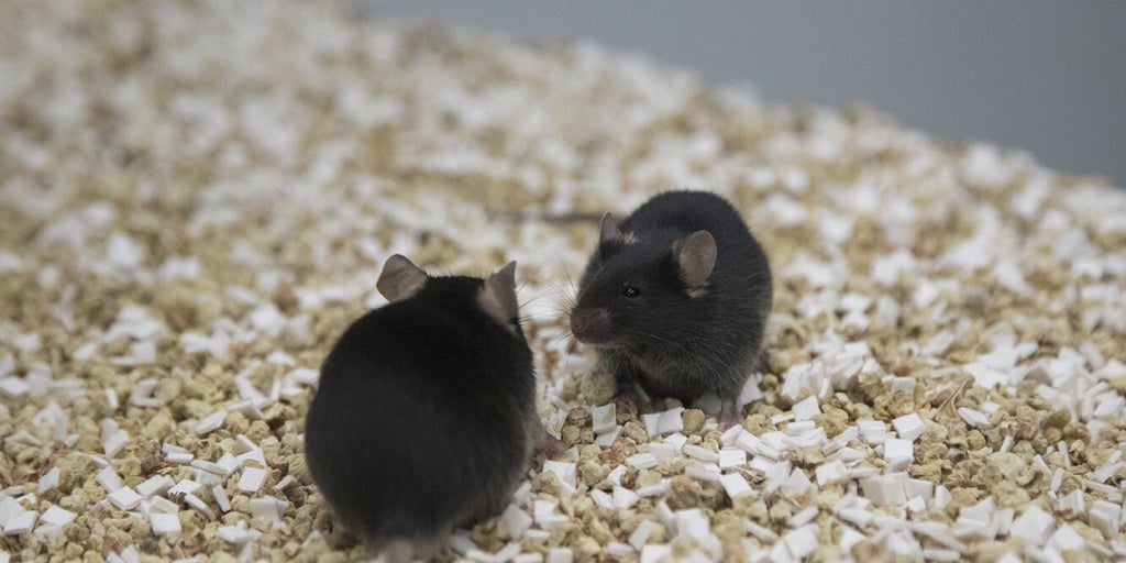 Plantar cara a los 'matones' te hace más duro