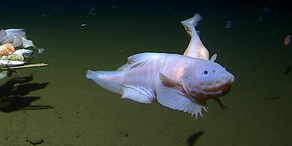 Así es el pez más profundo, grabado por primera vez