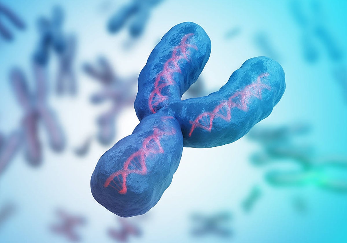 Secuencian, por fin, el cromosoma Y, el último que quedaba por ...