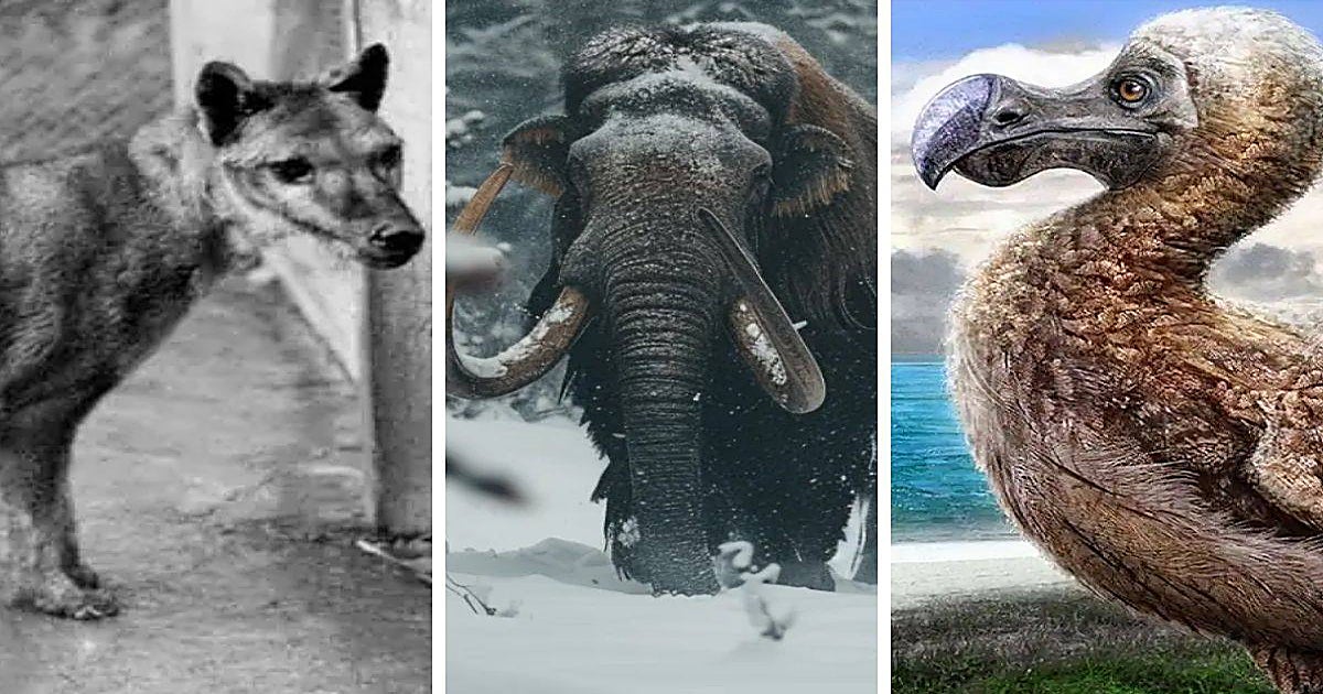 Animales Casi Extintos 2024