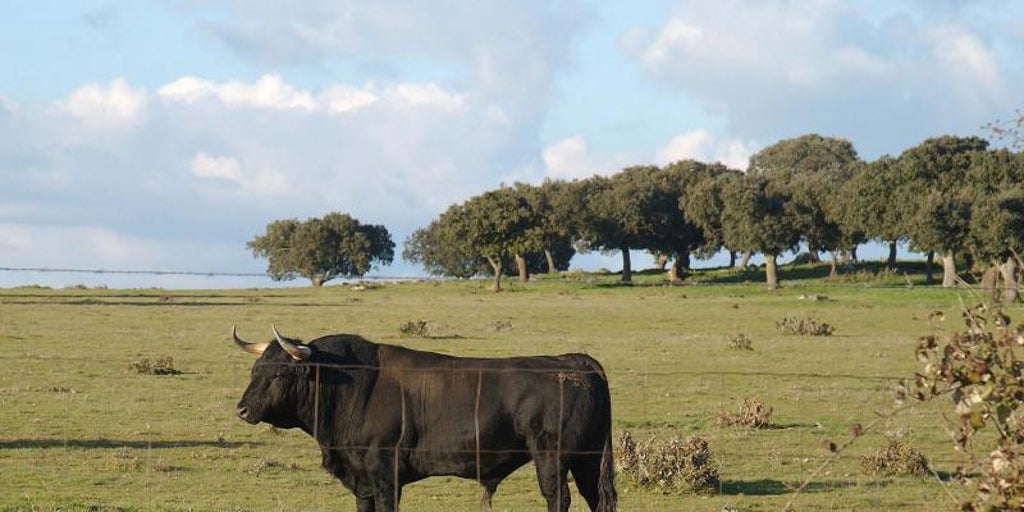 Incertidumbre en el mundo del toro con la orden que limita el ...