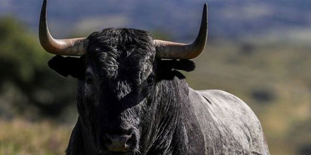 Continúa en busca y captura el toro escapado el Valsaín (Segovia)