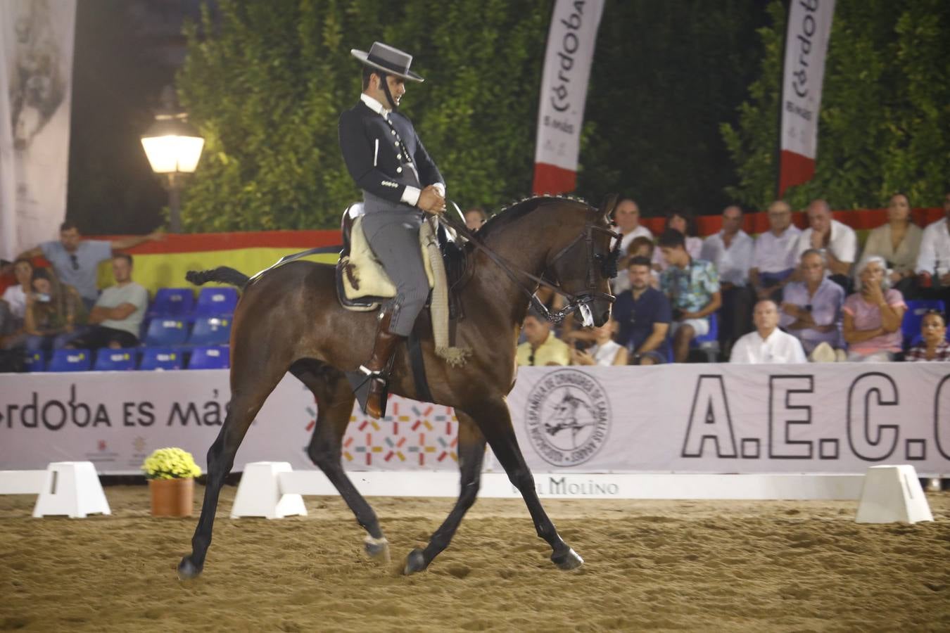 La elegancia del pura raza árabe bajo la doma vaquera en Córdoba