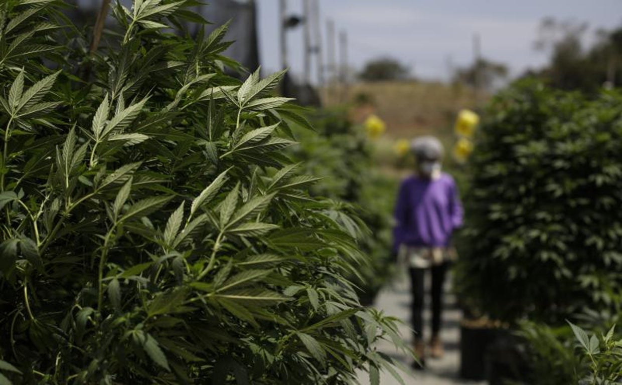 Desmanteladas siete plantaciones de marihuana en Coslada y San Blas con 19 detenidos