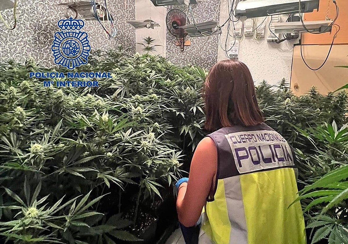 Detienen a una mujer con 130 plantas de marihuana en su casa de Torrent