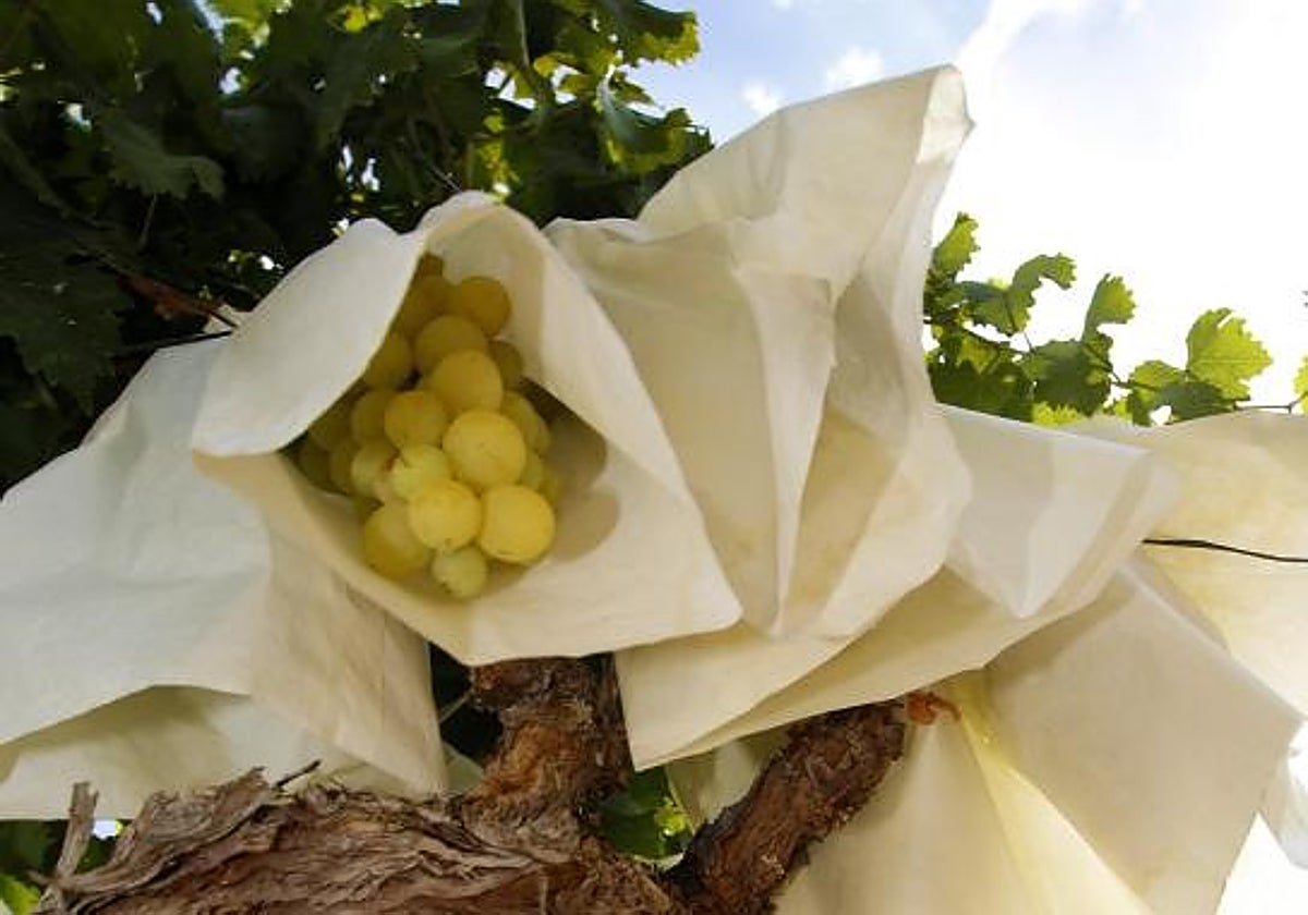 La mala suerte de las uvas de Nochevieja: por primera vez algunos ...