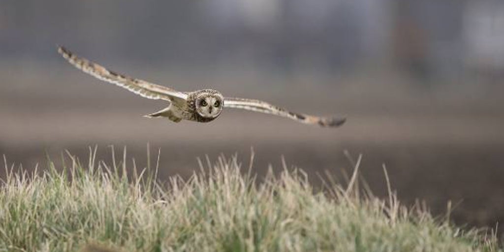 Los viajes de Tina y Blondie, dos búhos con los que predecir las plagas ...