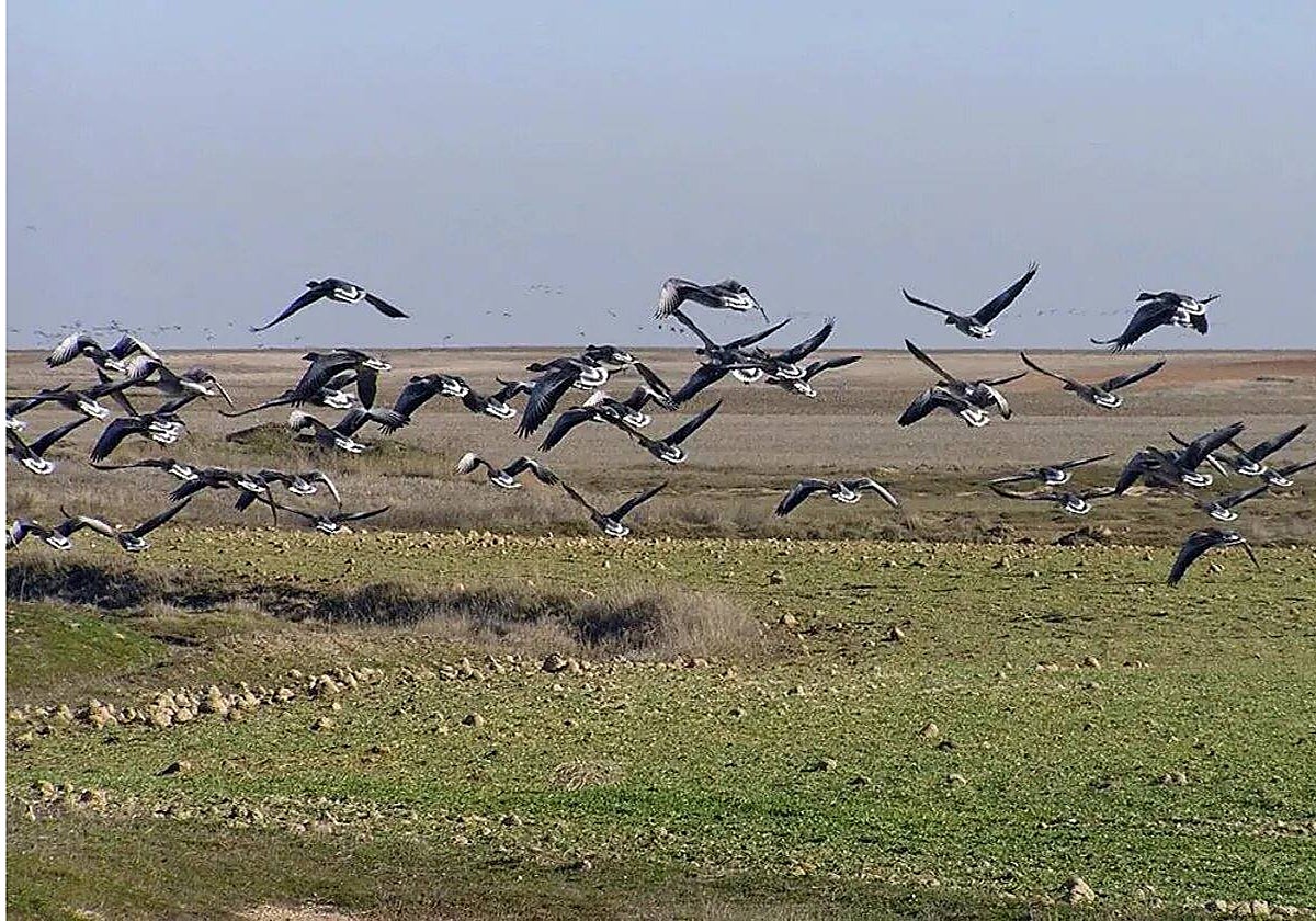 La región compensa con 8,2 millones a agricultores de zonas ZEPA por la ...