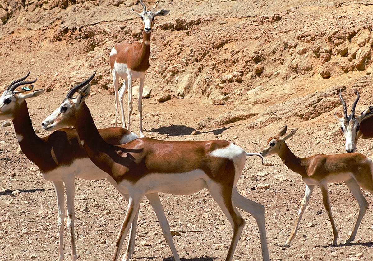 El Ayuntamiento de Almería pide reubicar las gacelas protegidas para ...