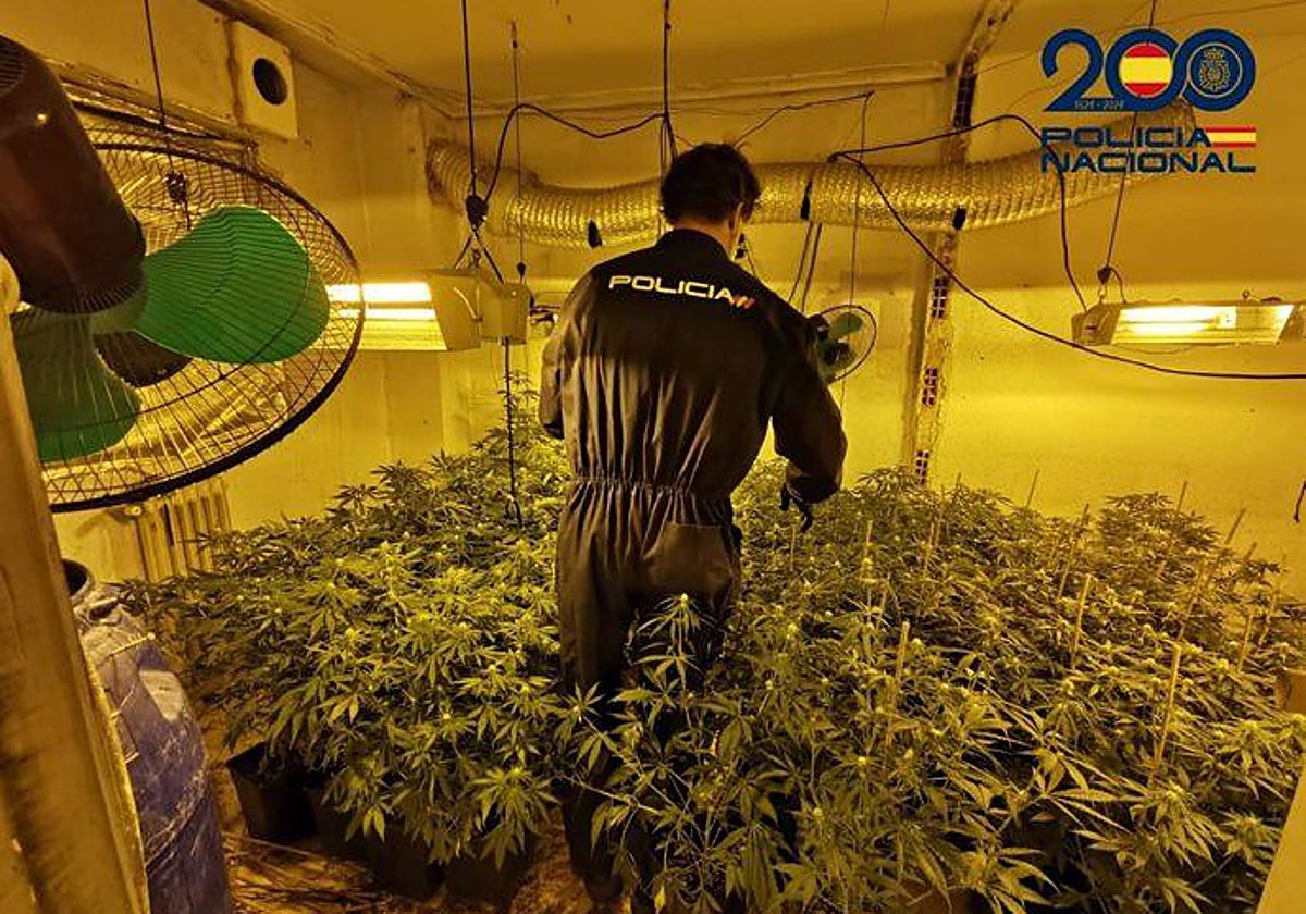 Desmanteladas dos plantaciones 'indoor' de marihuana en Albacete y decomisados 38 cogollos y 67 ...