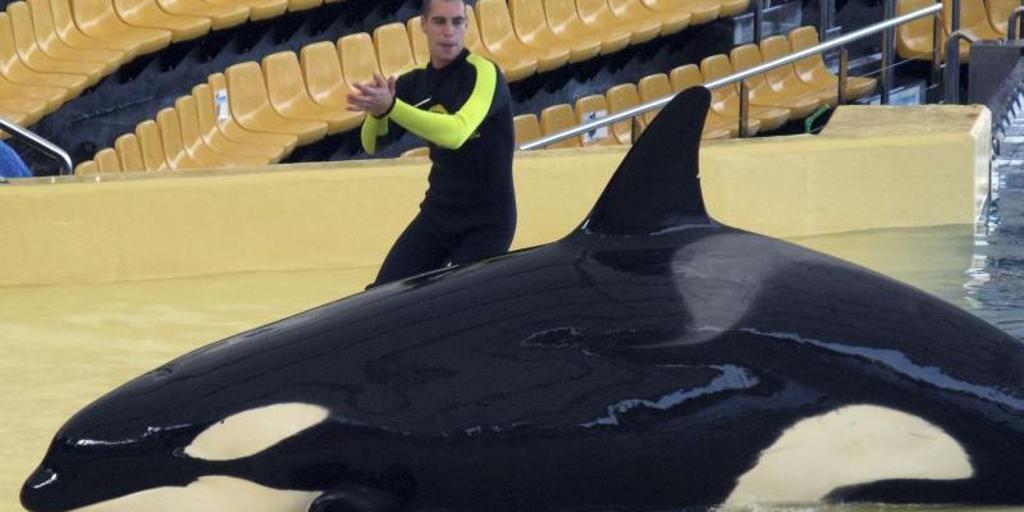 Muere Keto, la orca de Loro Parque que atacó mortalmente a uno de sus ...