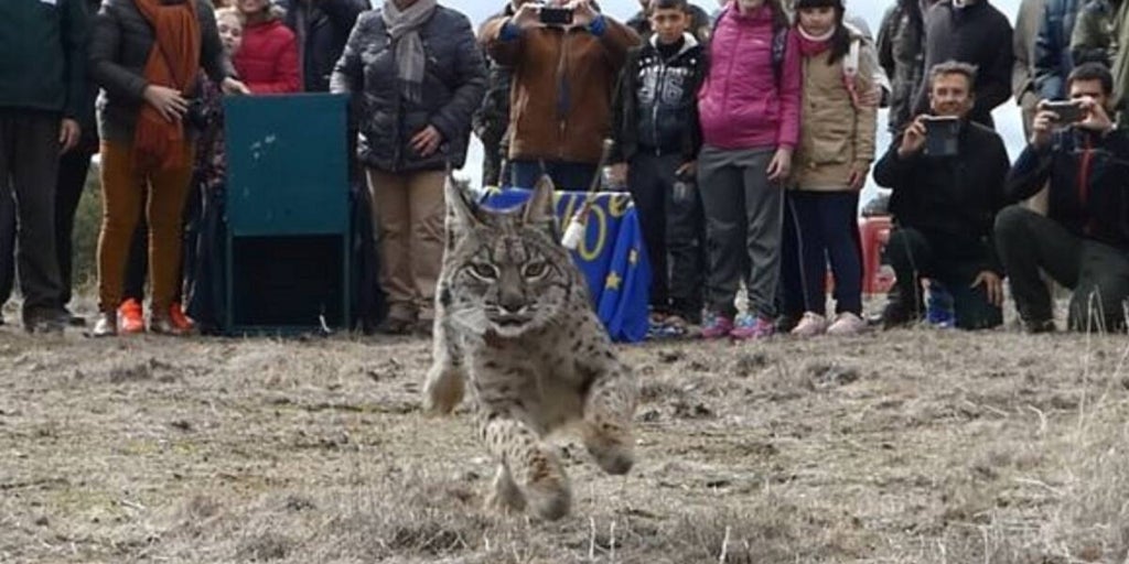 El lince ibérico se extiende por Castilla-La Mancha con la suelta de ...