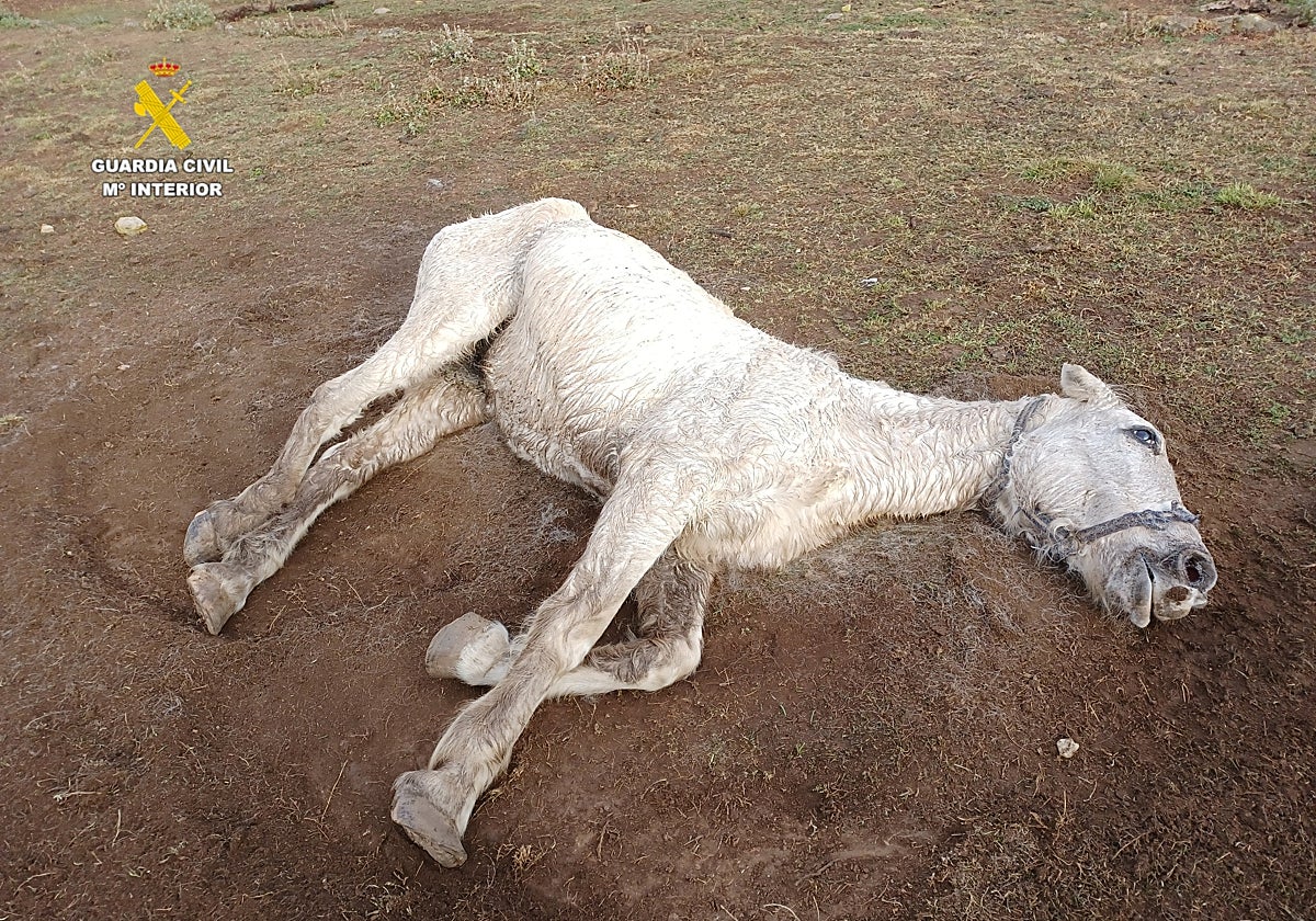 Investigado por dejar morir a su caballo en Castellón tras dos días ...