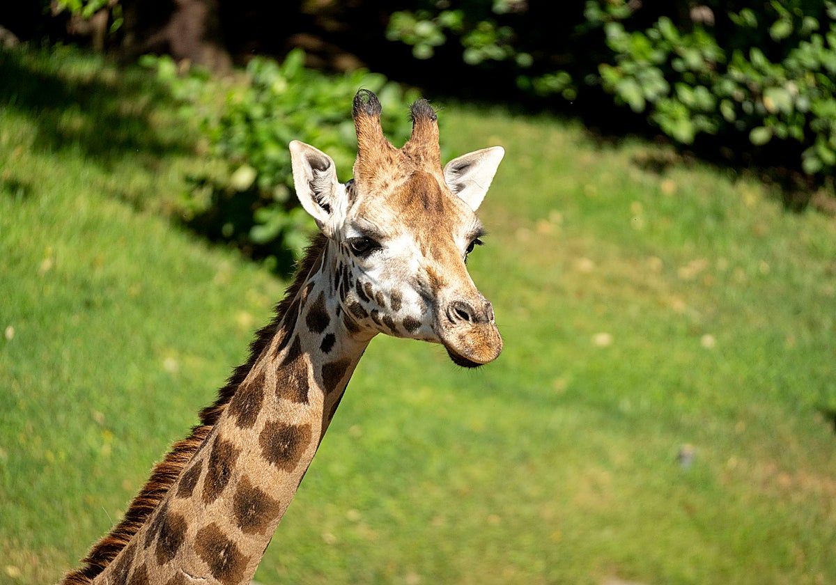 Bioparc Valencia recibe un macho de jirafa de una subespecie en peligro de extinción
