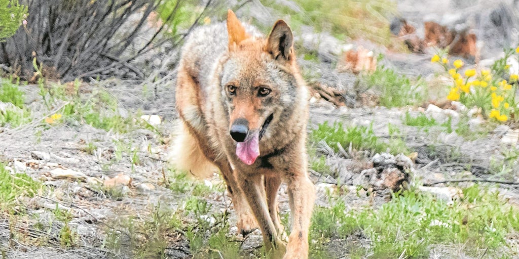 Tabaardestani hot she is remarkably sweet, beautiful,