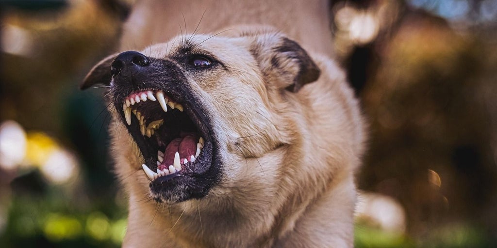 Detenida por azuzar a su perro contra su novio y los policías que ...