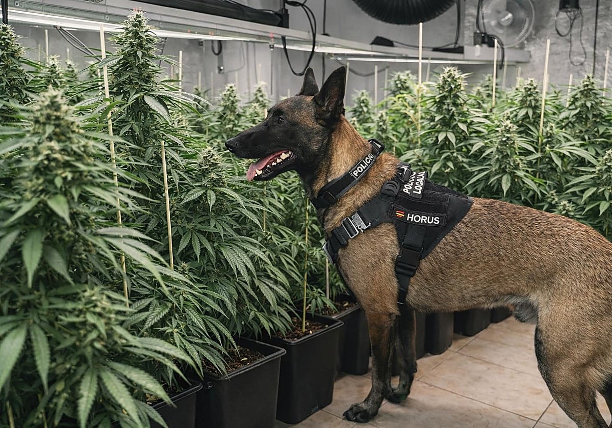 Golpe al cultivo ilegal en Alameda de la Sagra en Toledo con la ayuda ...