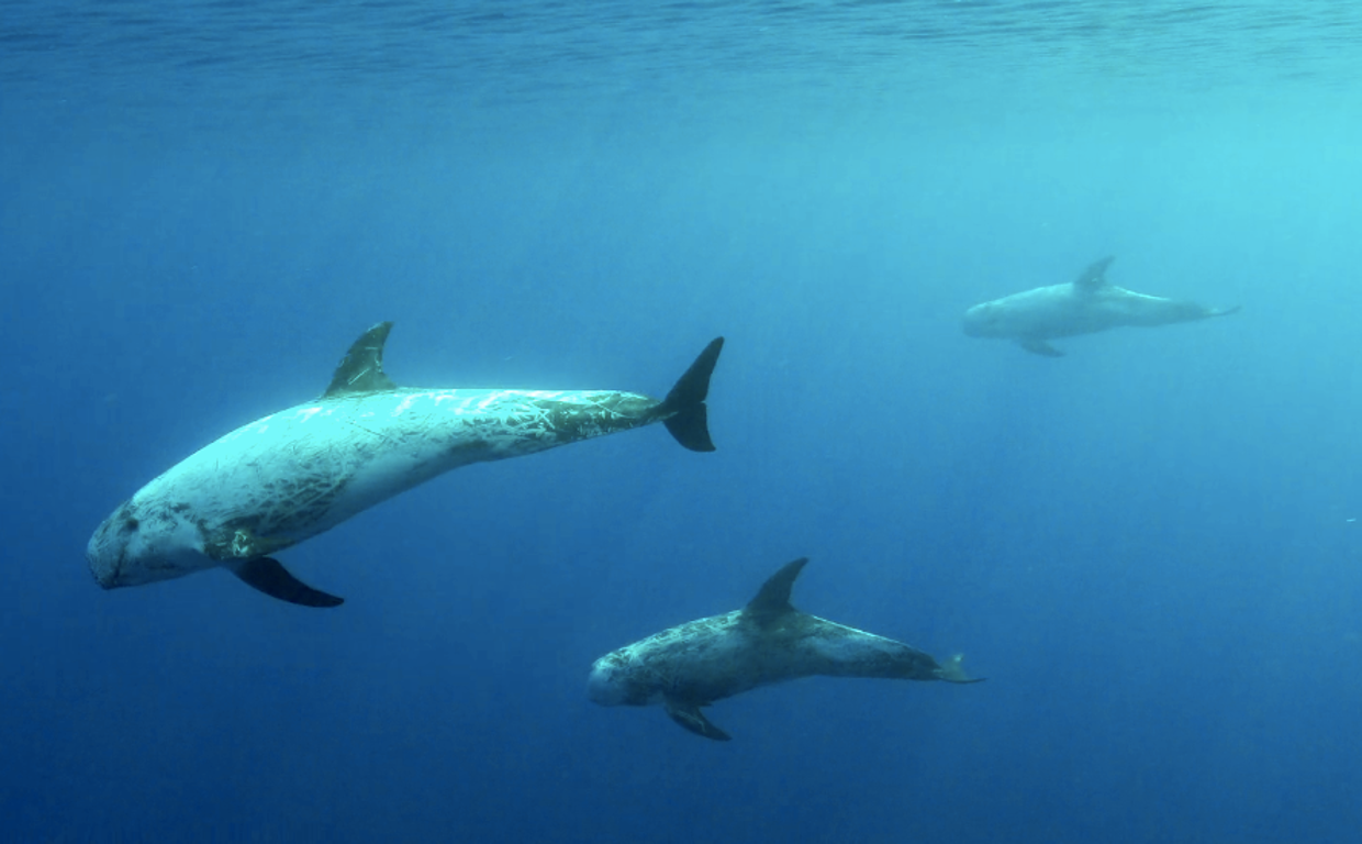 Salvar a los delfines grises del Mediterráneo