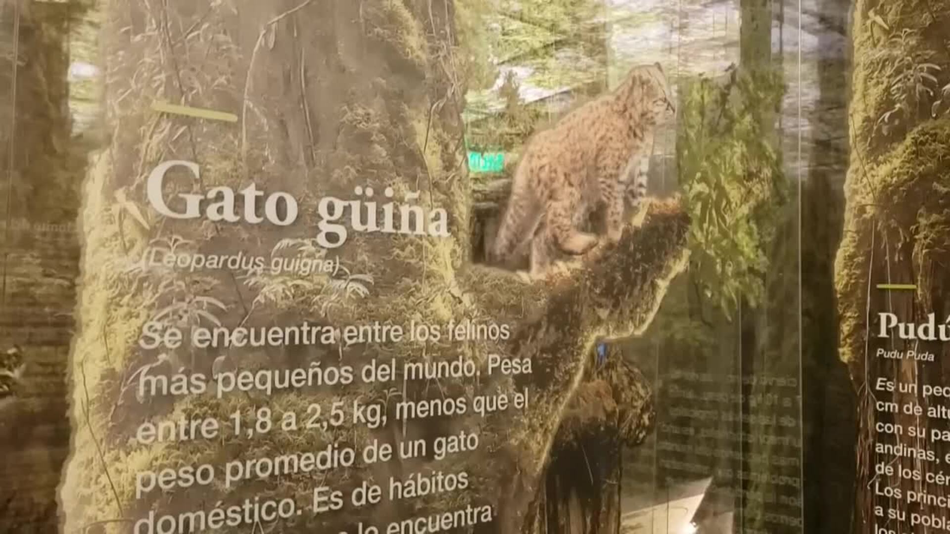 Parque Pumalín, el tesoro de conservación legado por Tompkins en la ...