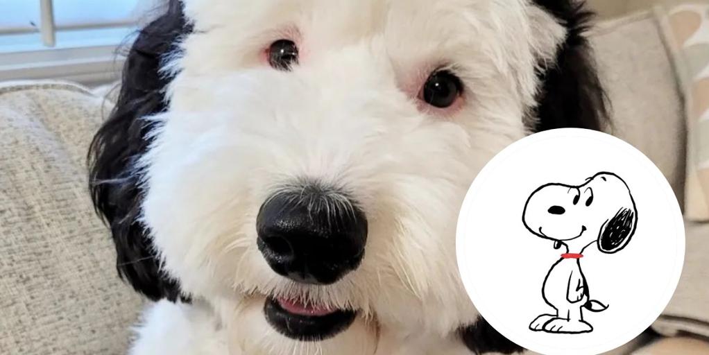 Bayley, el perro que triunfa en redes por ser el 'doble' de Snoopy