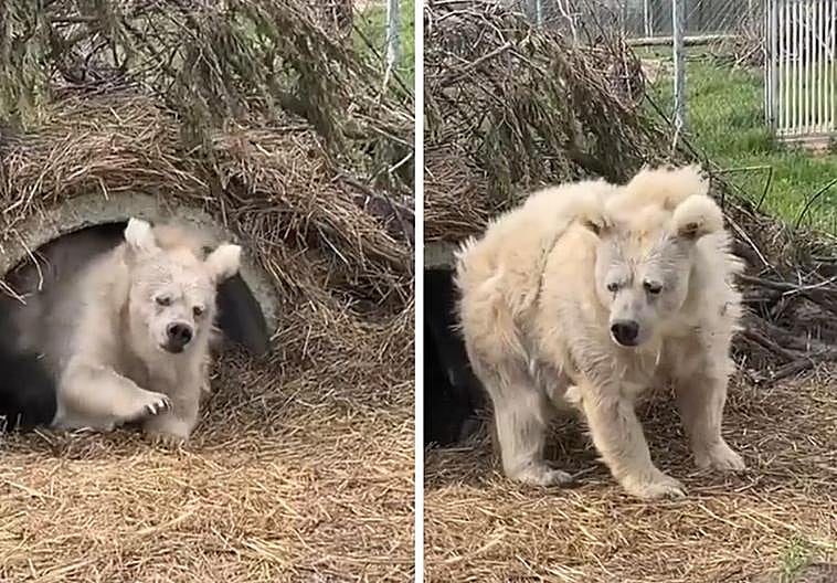 El vídeo viral de un oso despertando de su hibernación que ha desatado ...