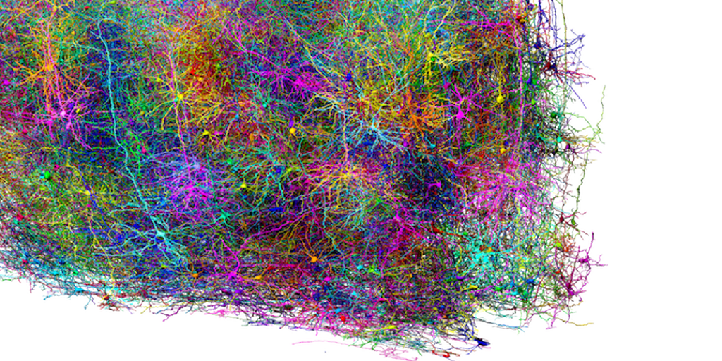 The Future Of Neuroscience Exploring Breakthroughs In Mapping Mouse Brain Connectivity