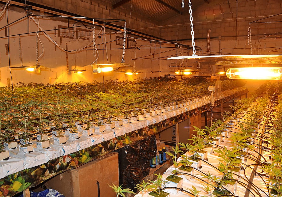 Cuatro años de cárcel y una multa de 1,5 millones por cultivar 366 kilos de marihuana en una ...