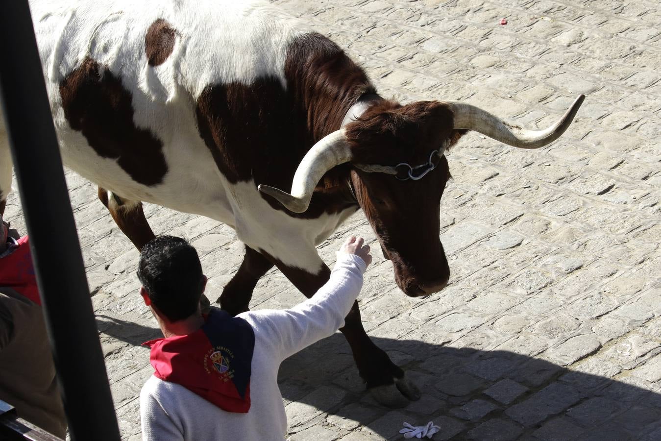 Las imágenes de los encierros de la Puebla del Río