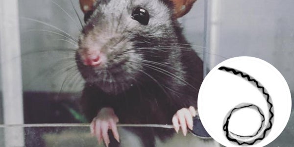 El gusano pulmonar de la rata, detectado en España: estas son las ...