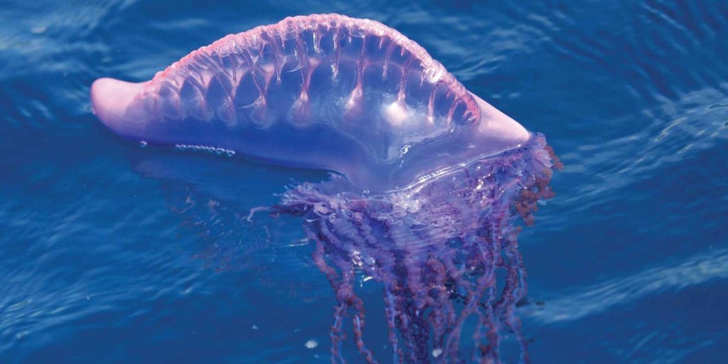 ¡Peligro: carabela portuguesa! ¿Qué tiene esta medusa de especial?