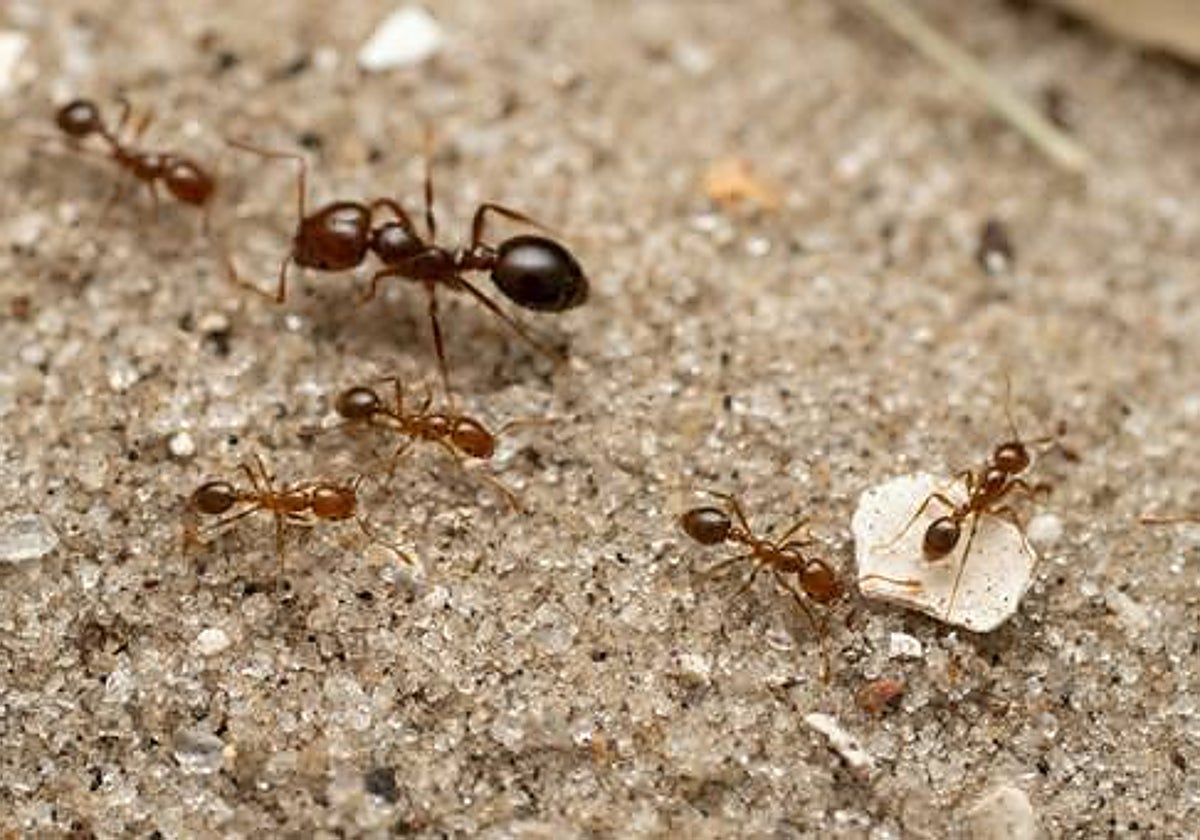 La temible hormiga roja de fuego llega a Italia y amenaza con ...