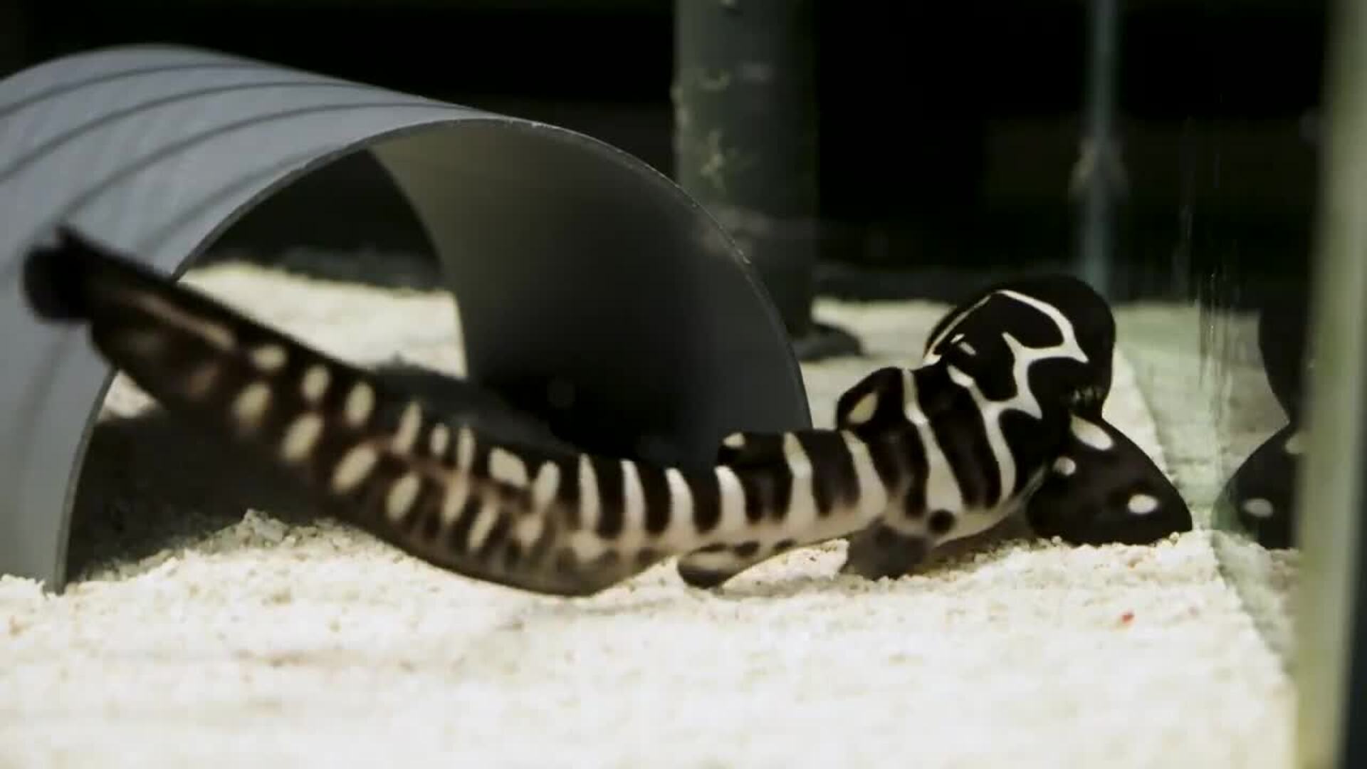 Tres tiburones cebra, en el Zoo Royal Burgers de Países Bajos