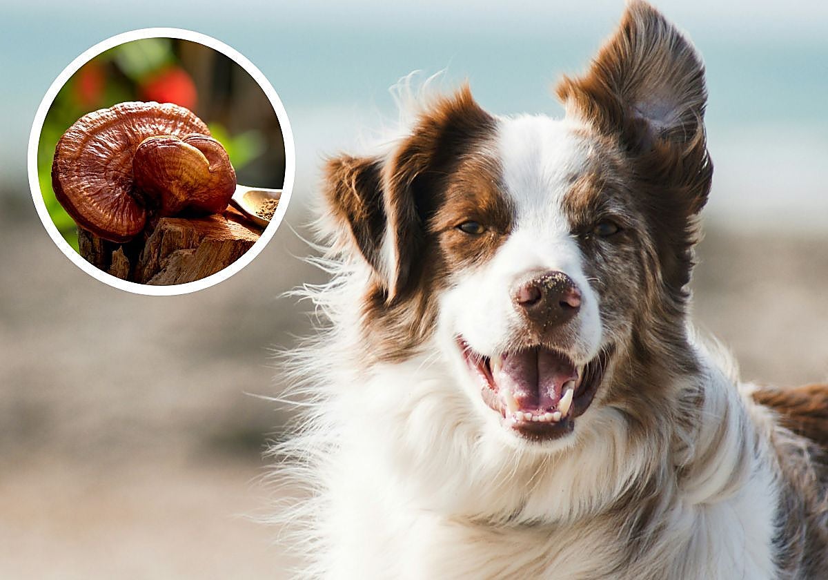 Micoterapia o cuando los hongos medicinales benefician la salud de ...