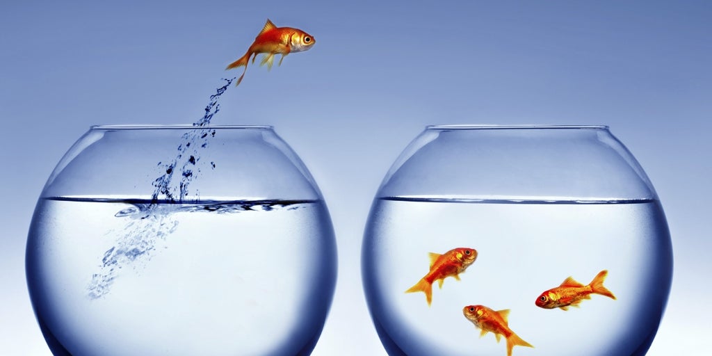 El calor puede matar a tus peces: cinco trucos para que sobrevivan al ...