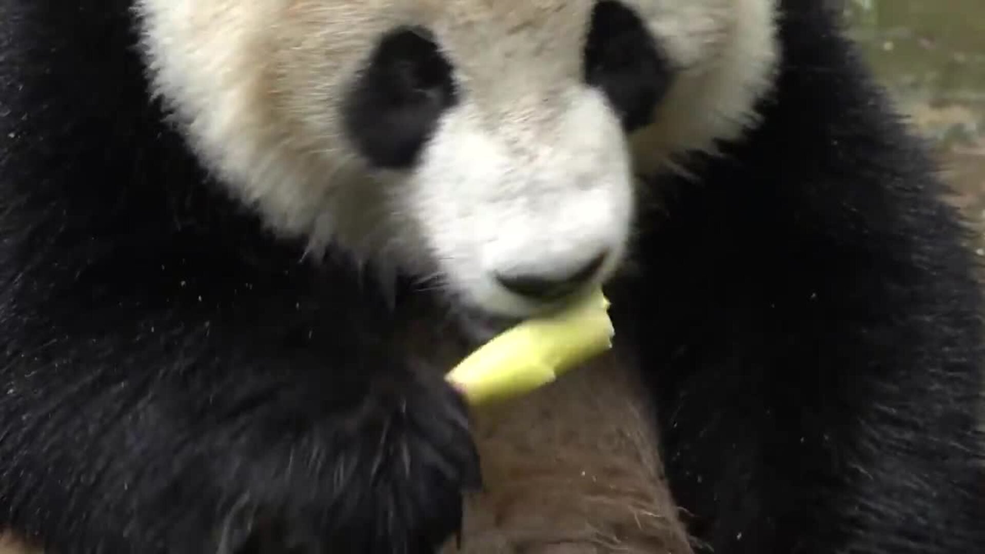 La pareja de pandas Yun Chuan y Xin Bao viaja desde China a un zoológico de Estados Unidos