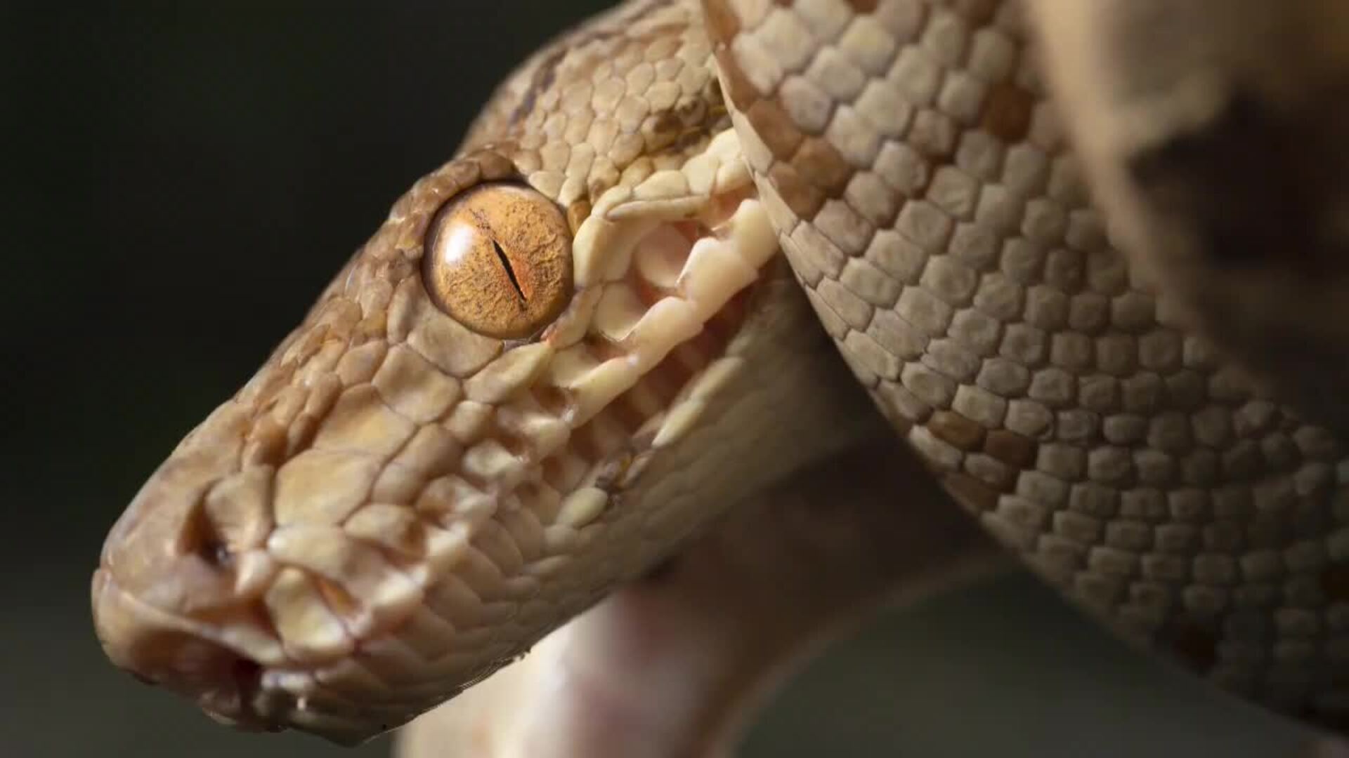 Una expedición descubre 27 especies, entre ellas un ratón anfibio, en ...