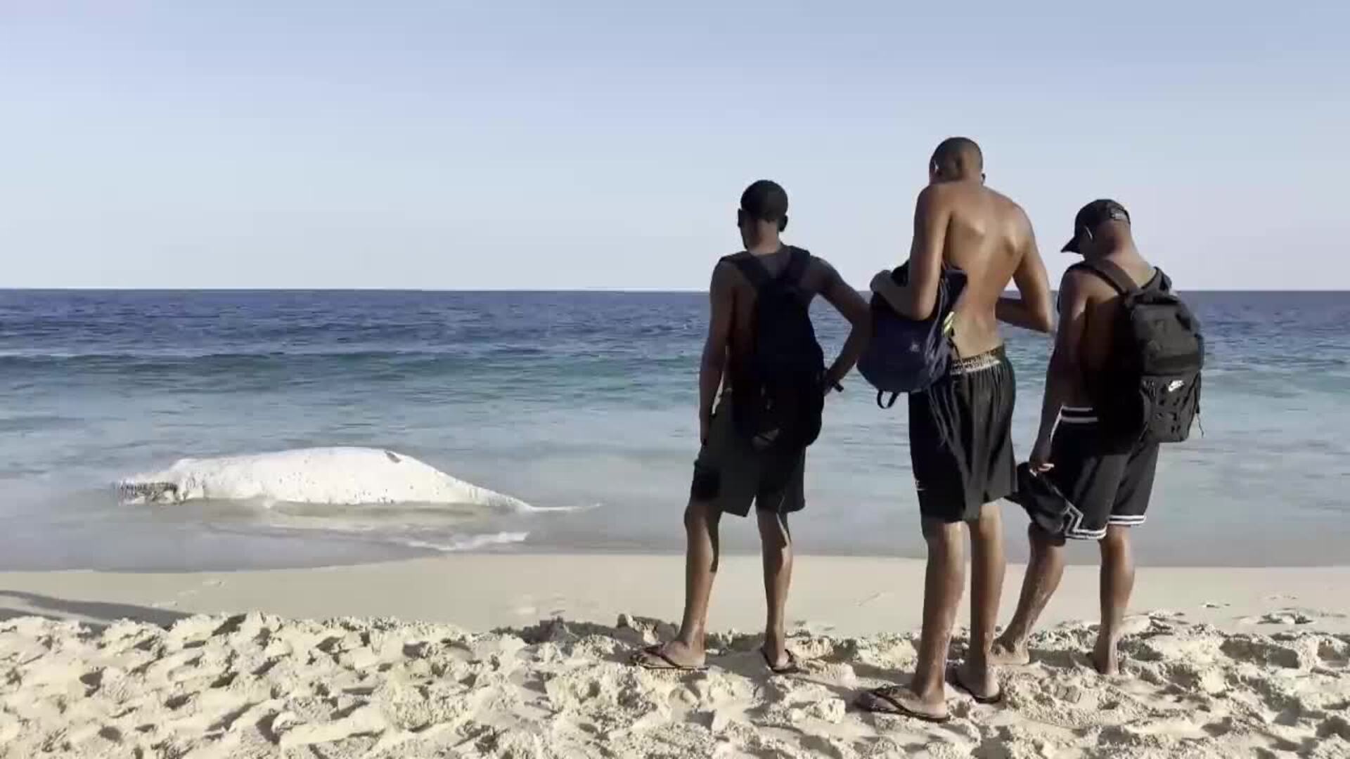 Una ballena jorobada aparece muerta en una playa de Río de Janeiro