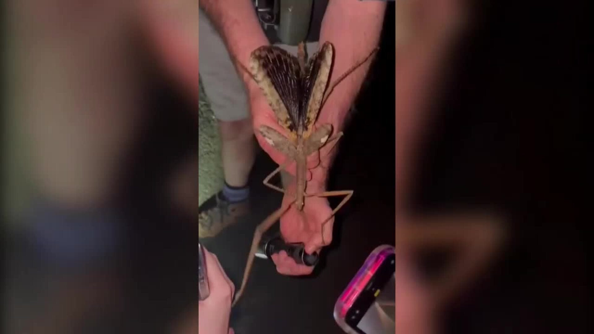 Descubren en Australia una especie de insecto palo gigante de 44 gramos ...