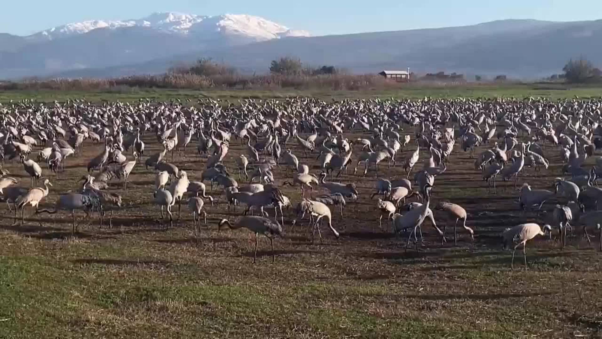 Miles de grullas migratorias se concentran en el lago Hula, en Israel