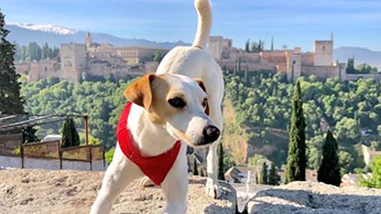 Dónde viajar con perros en Andalucía: ocho destinos para escaparte con ...