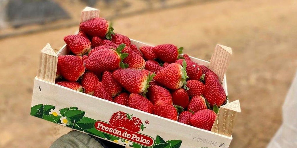 Fresón de Palos busca un técnico/a de calidad: estos son los requisitos